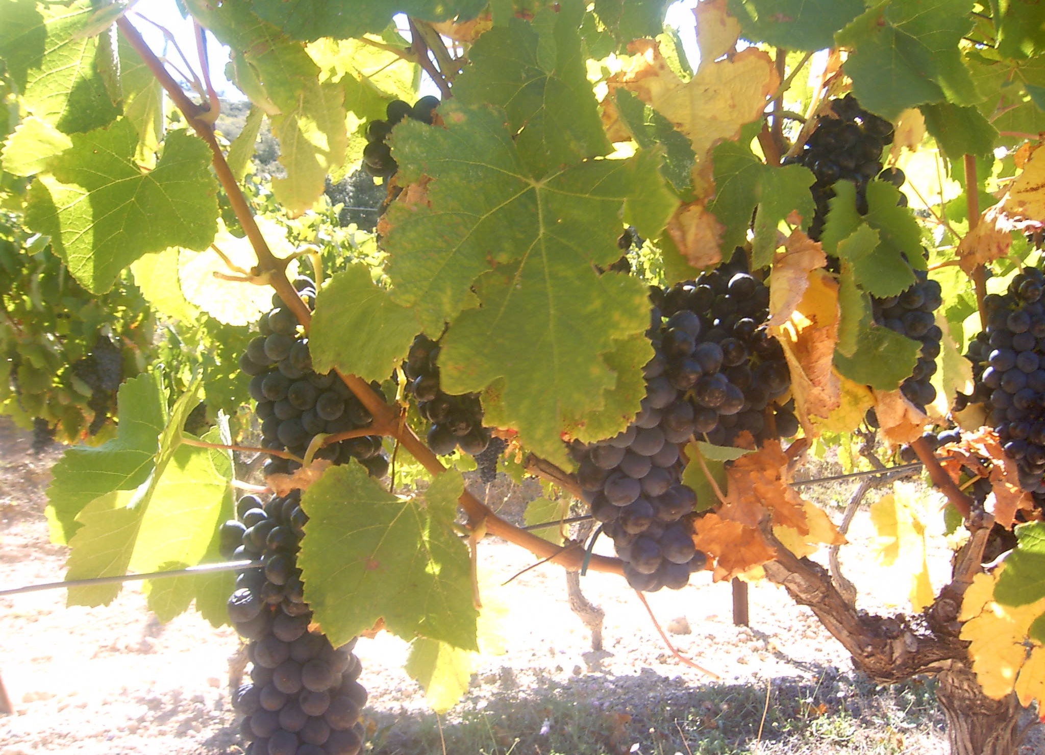 Home [www.domainedurban.com]